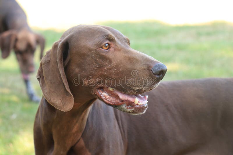 German Shorthaired Pointer Female Stock Photo - Image of breed ...
