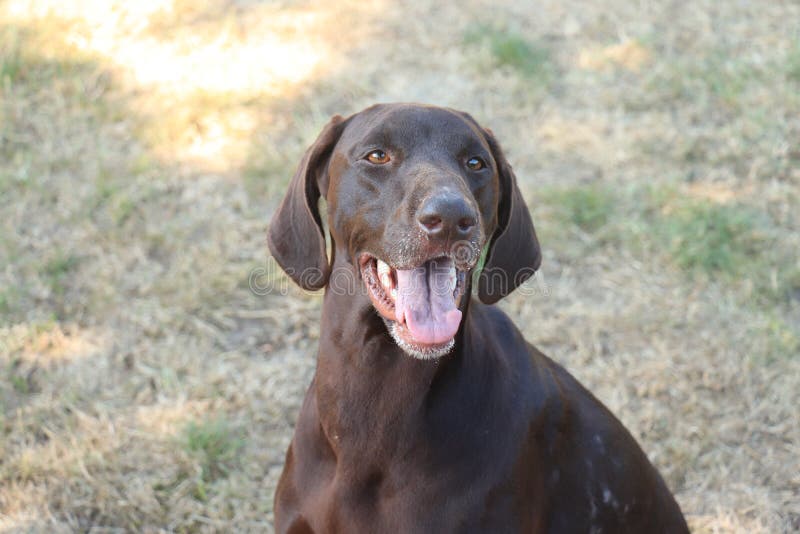 German Shorthaired Pointer Female Stock Image - Image of female ...