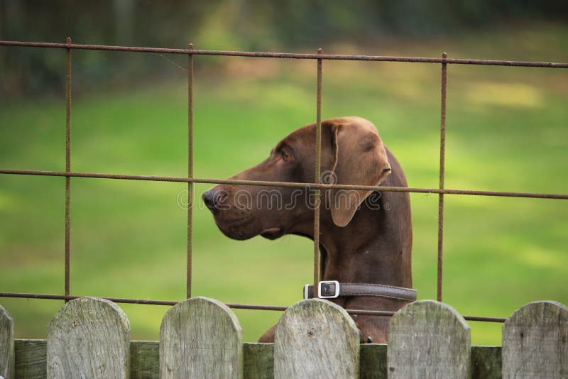 German Shorthaired Pointer stock photo. Image of gundog - 79205976
