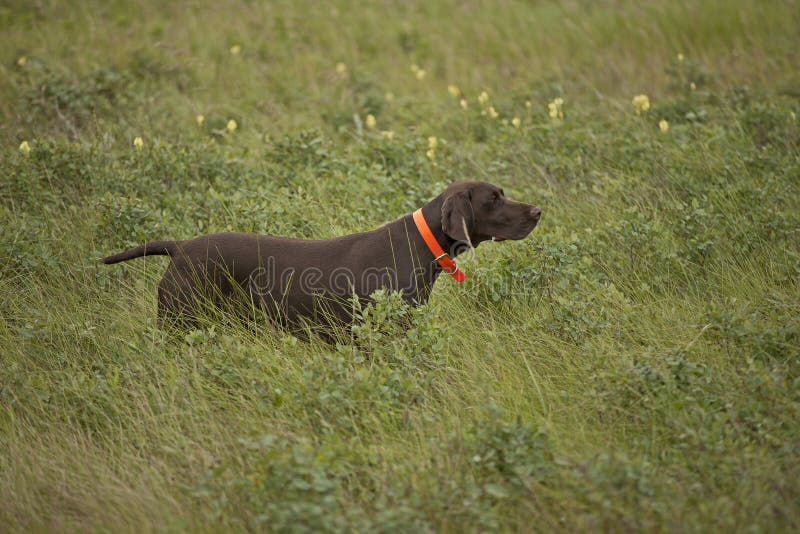 German Shorthaired Pointer in Field Stock Image - Image of pointer ...