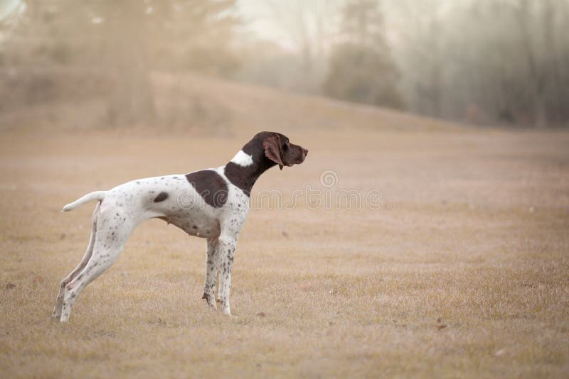 German Shorthaired Pointer stock photo. Image of puppy - 326519174
