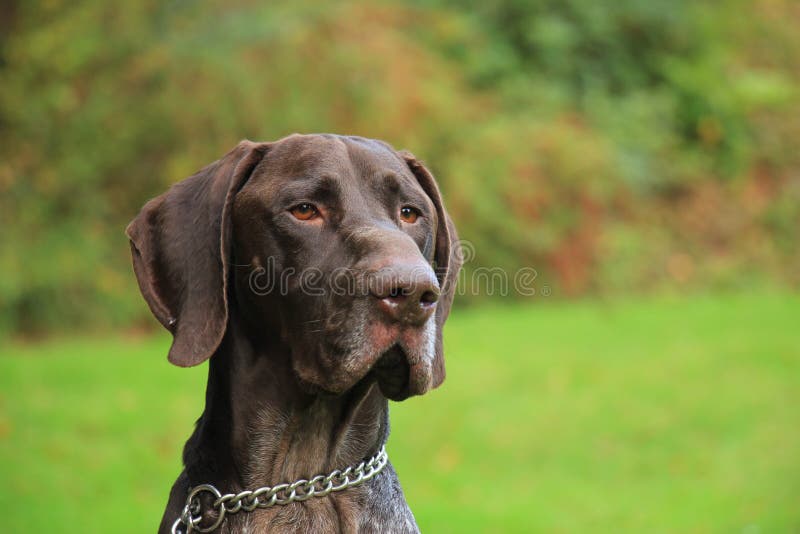 German Shorthaired Pointer stock photo. Image of german - 103962978