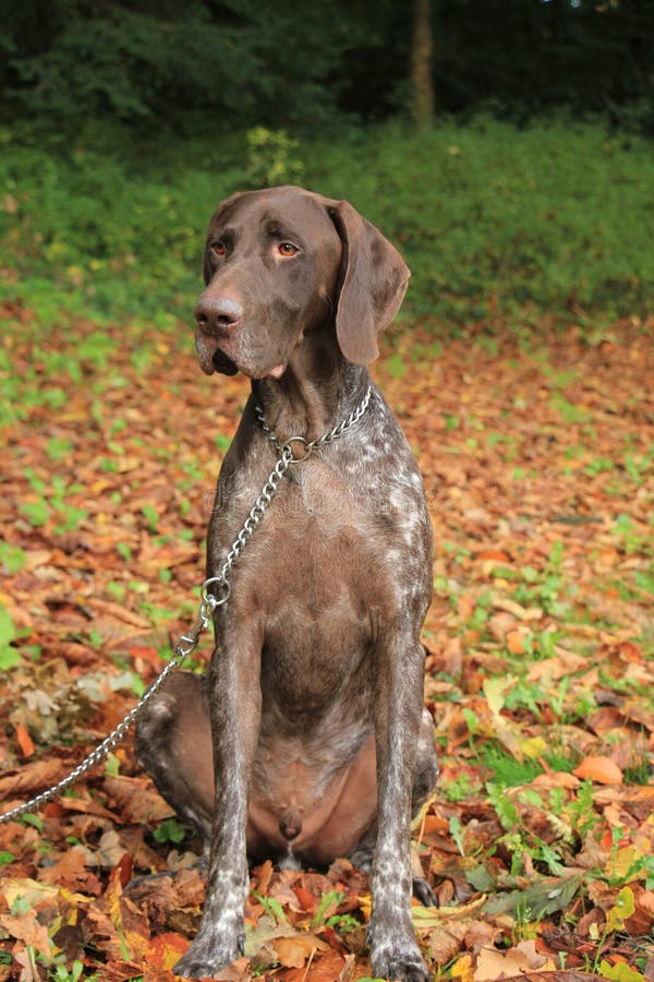 German Shorthaired Pointer stock image. Image of purebred - 152014783