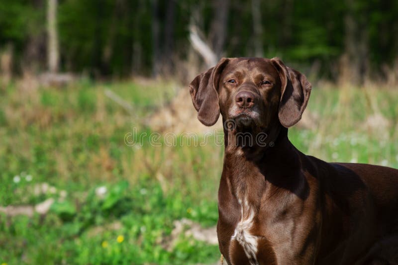 German Shorthaired Pointer Hunter Dog Stock Image - Image of looking ...