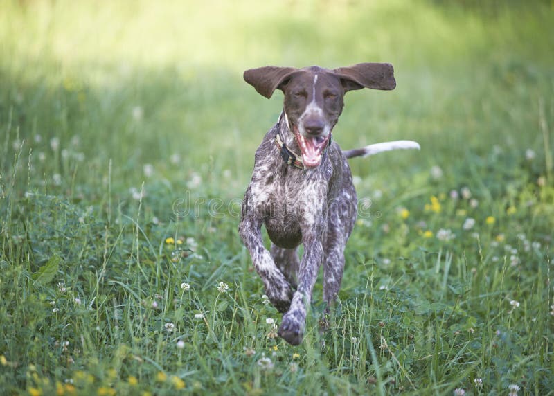 Running German Shorthair Pointer Stock Photos - Free & Royalty-Free ...