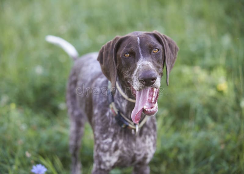 Pointer (hunter dog) stock photo. Image of friend, small - 9343556