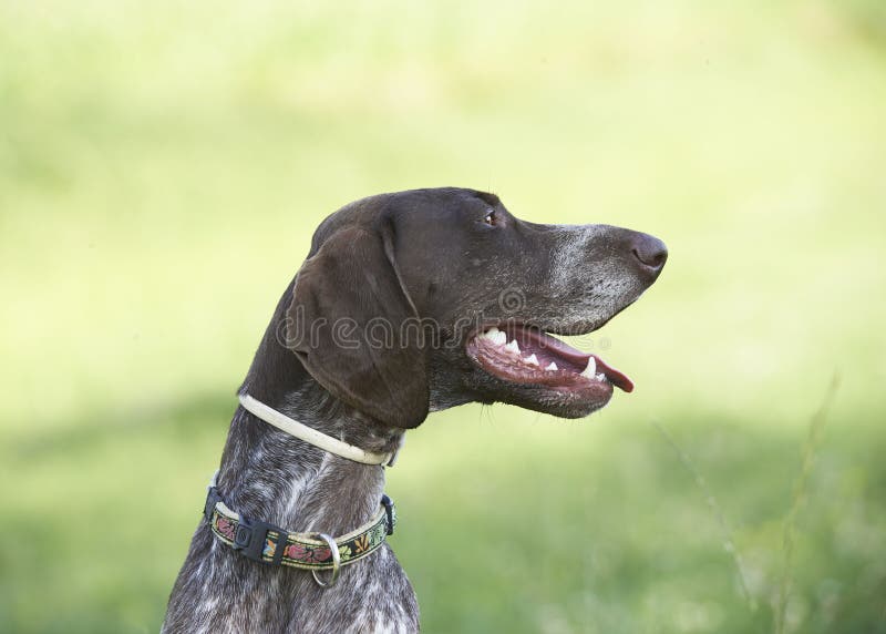 German Shorthaired Pointer - Hunter Dog Stock Photo - Image of coat ...