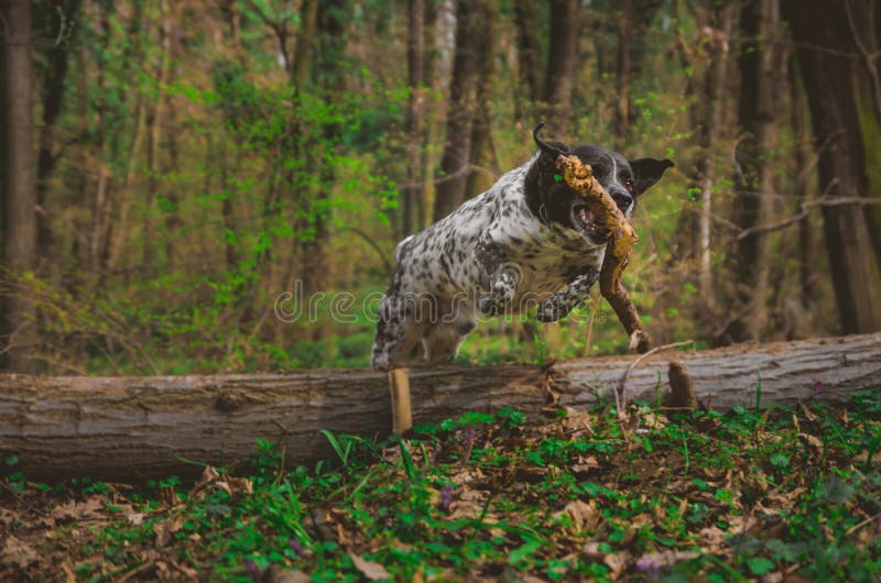German Hunting Dog Jumping Over a Tree in the Colorful Spring Scenery ...