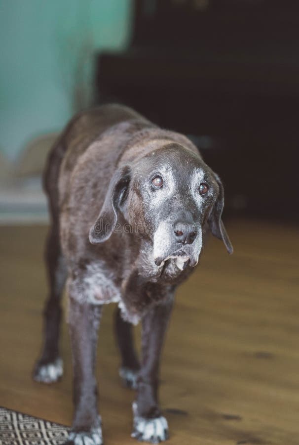 German Shorthaired Pointer in the Living Room, Vertical Stock Photo ...