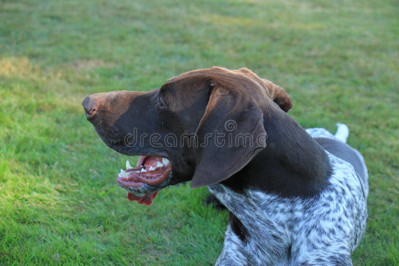 German Shorthaired Pointer stock image. Image of german - 79208211