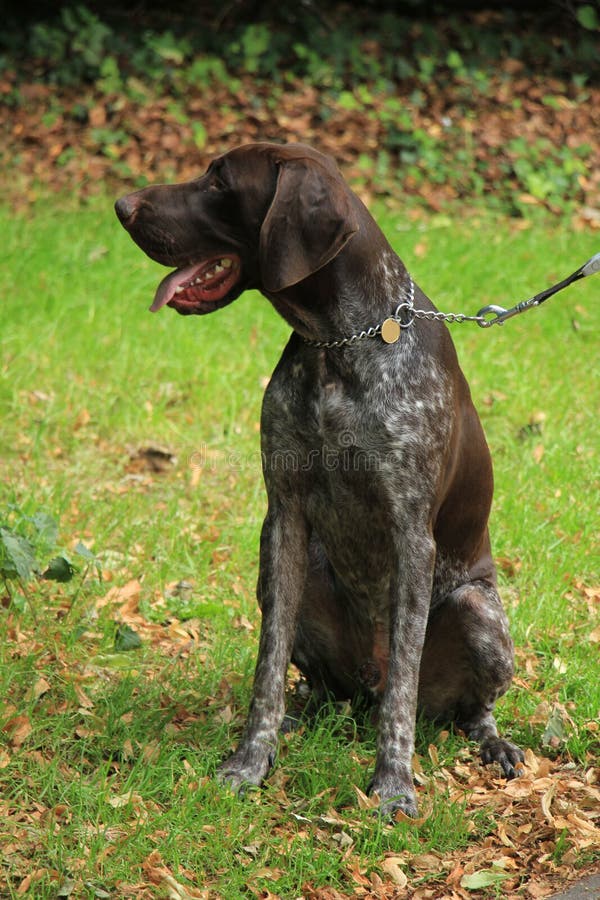 213 Braque German Stock Photos - Free & Royalty-Free Stock Photos from ...