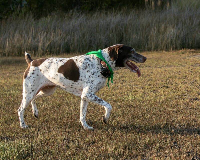 German Shorthaired Pointer on Point Stock Image - Image of german ...