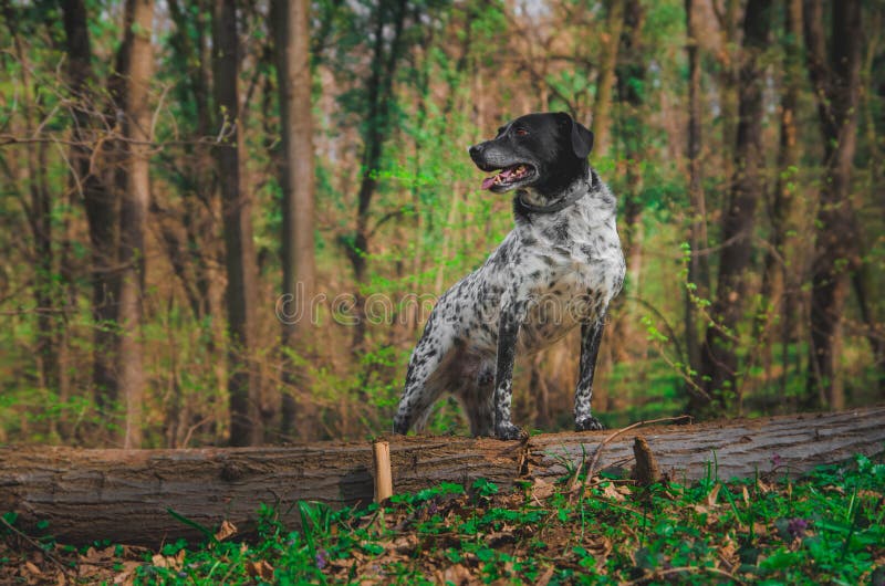 German Hunting Dog Posing in the Colorful Fall Scenery Stock Image ...