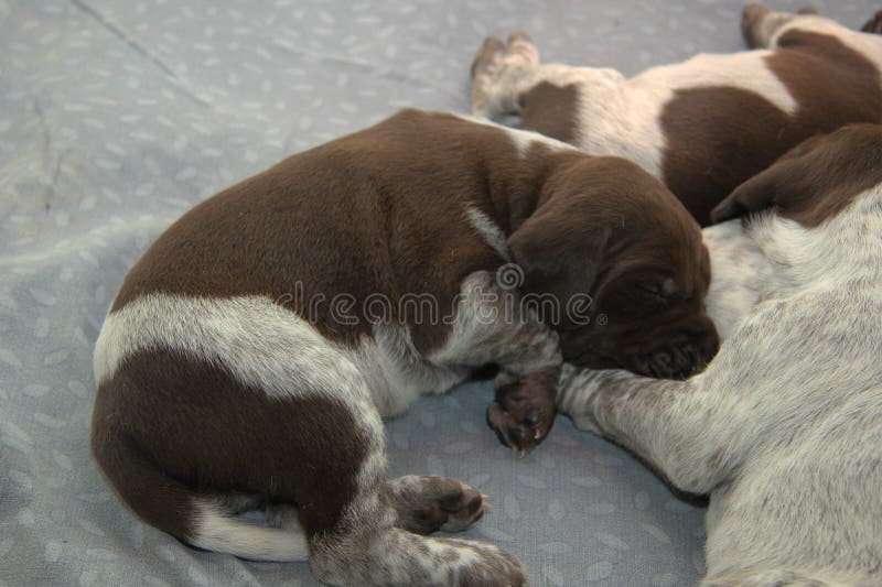German Shorthaired Pointer Puppies Stock Image - Image of baby, brown ...