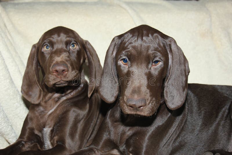 German Shorthaired Pointer Puppies Stock Image - Image of weeks, young ...