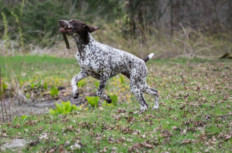 German shorthaired pointer stock image. Image of german - 41070783