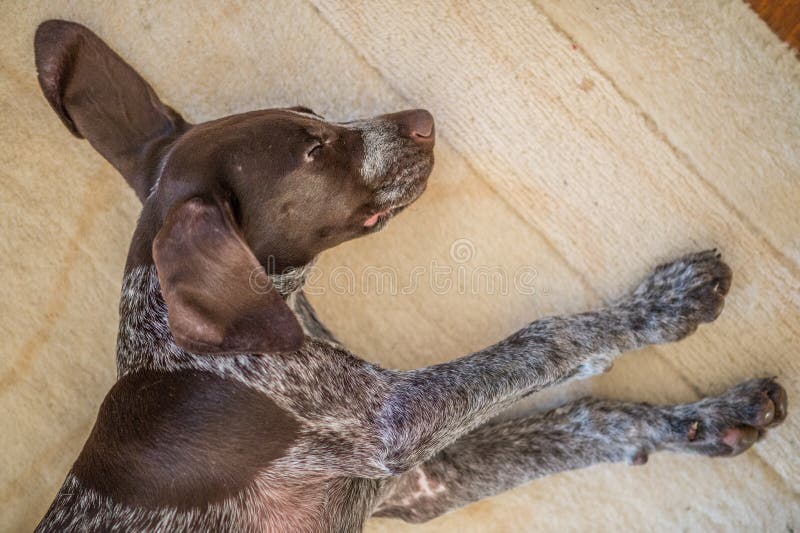 German Shorthaired Pointer Sleeping with Stretched Ear Stock Photo ...