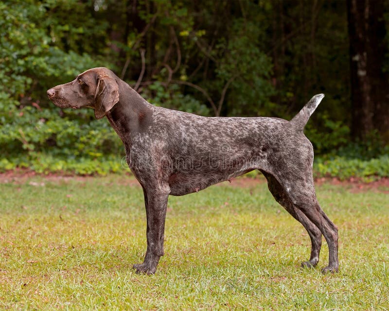 German Shorthaired Pointer Stacked Perfectly Stock Image - Image of ...