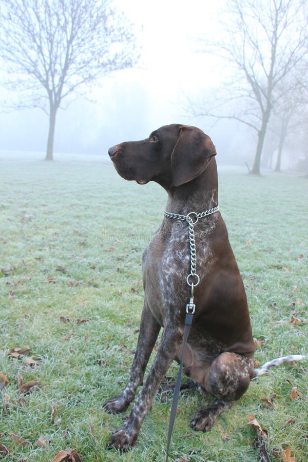 German Shorthaired Pointer stock photo. Image of purebred - 88074316