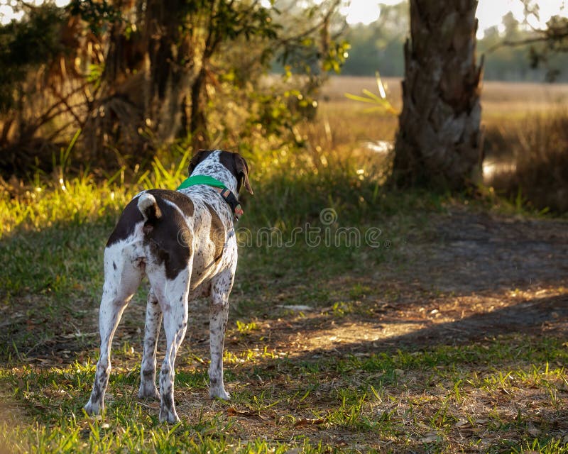 German Shorthaired Pointer Watching Sunset Stock Photo - Image of ...