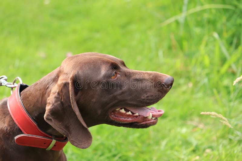 German Shorthaired Pointer stock photo. Image of hunter - 162359670