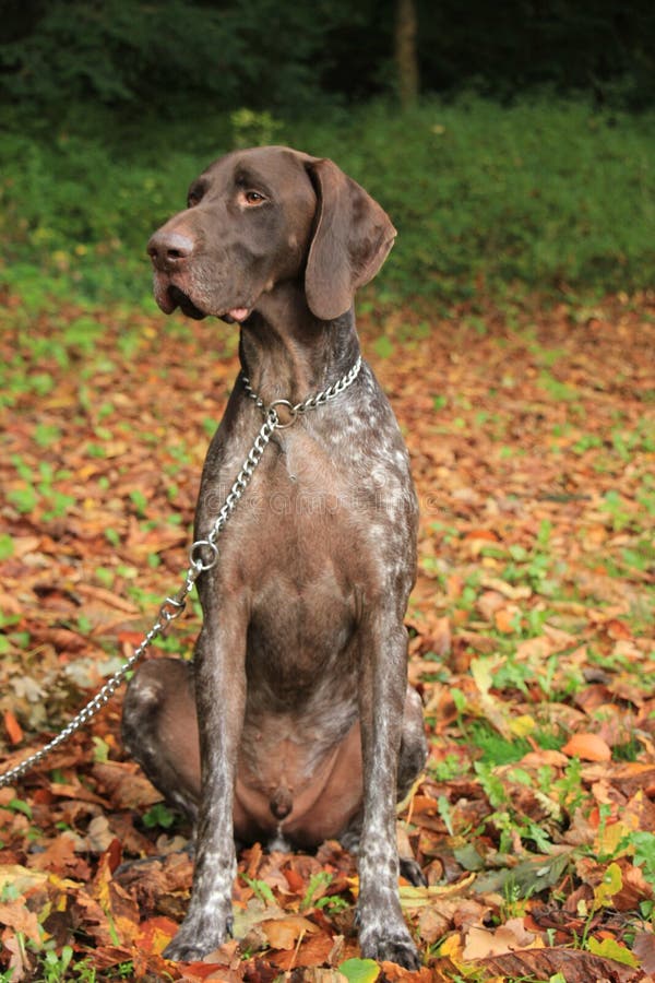 German shorthaired pointer stock image. Image of purebred - 102177295
