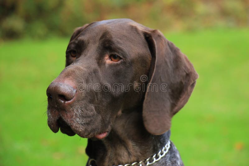 German Shorthaired Pointer stock photo. Image of animal - 155463468