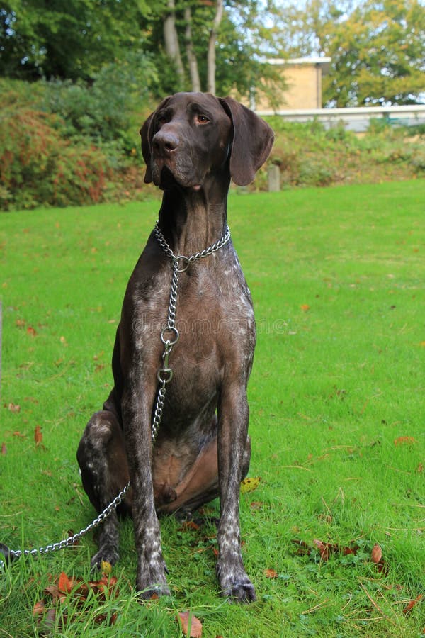 German Shorthaired Pointer stock image. Image of pedigree - 155463629