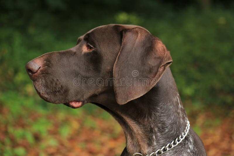 German Shorthaired Pointer stock photo. Image of hunting - 320246288