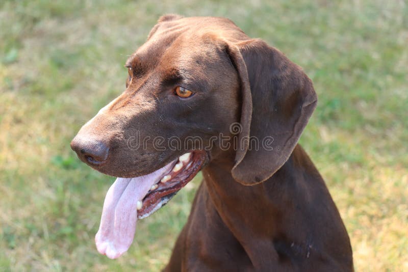 German Shorthaired Pointer Male Stock Photo - Image of domestic, hunter ...