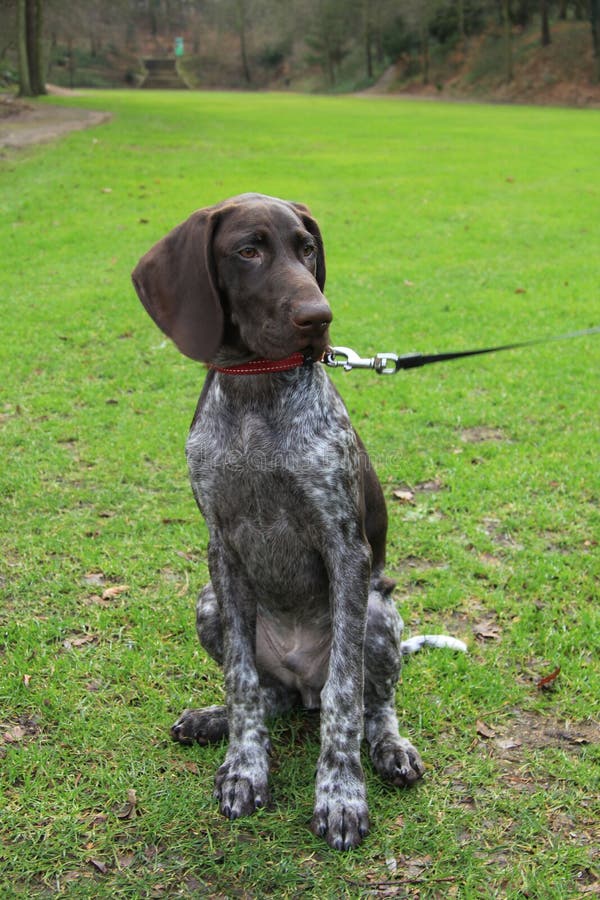 German Shorthaired Pointer stock photo. Image of glossy - 55440742