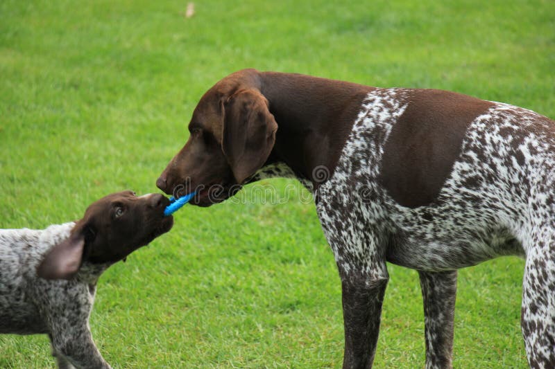 German Shorthaired Pointers Stock Image - Image of pointer, german ...