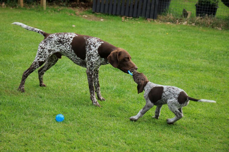German Shorthaired Pointers Stock Photo - Image of hunting, purebred ...