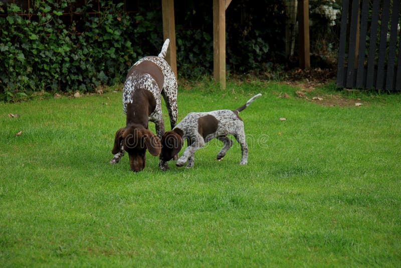 German Shorthaired Pointers Stock Photo - Image of baby, young: 116580746