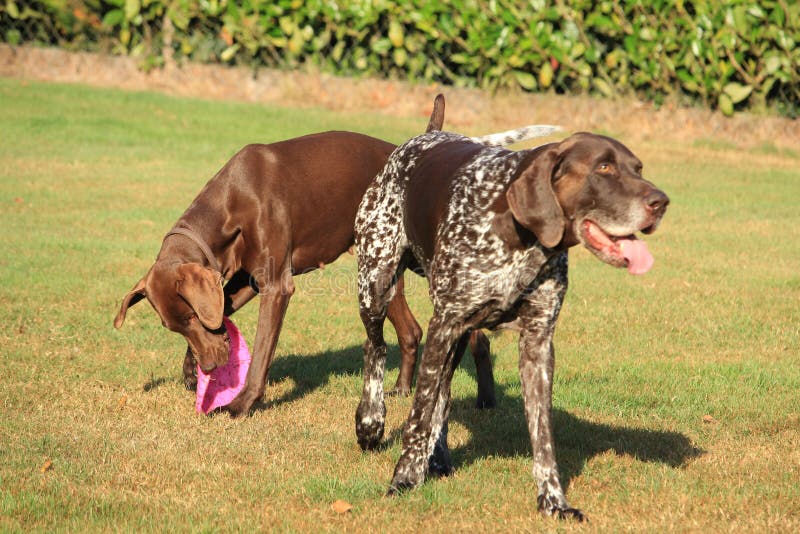 German Shorthaired Pointers Stock Photo - Image of canine, pedigree ...