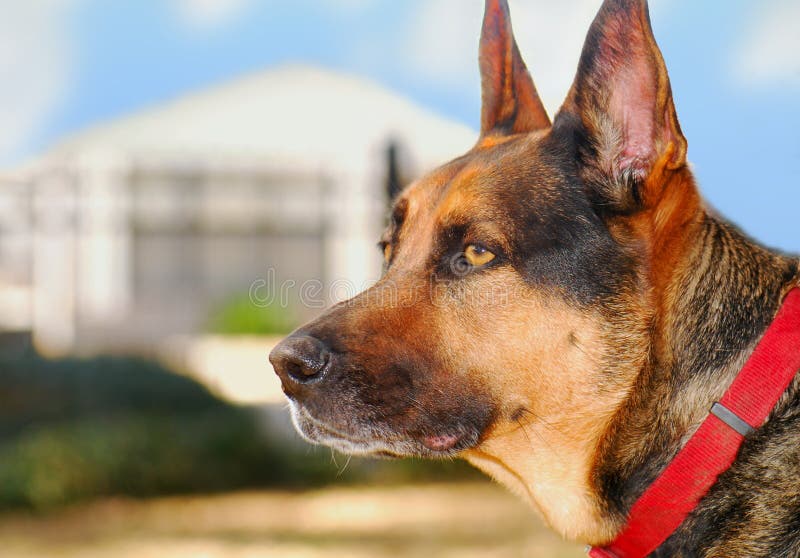 German Shpherd on Watch stock image. Image of canine, shepherd - 4834499