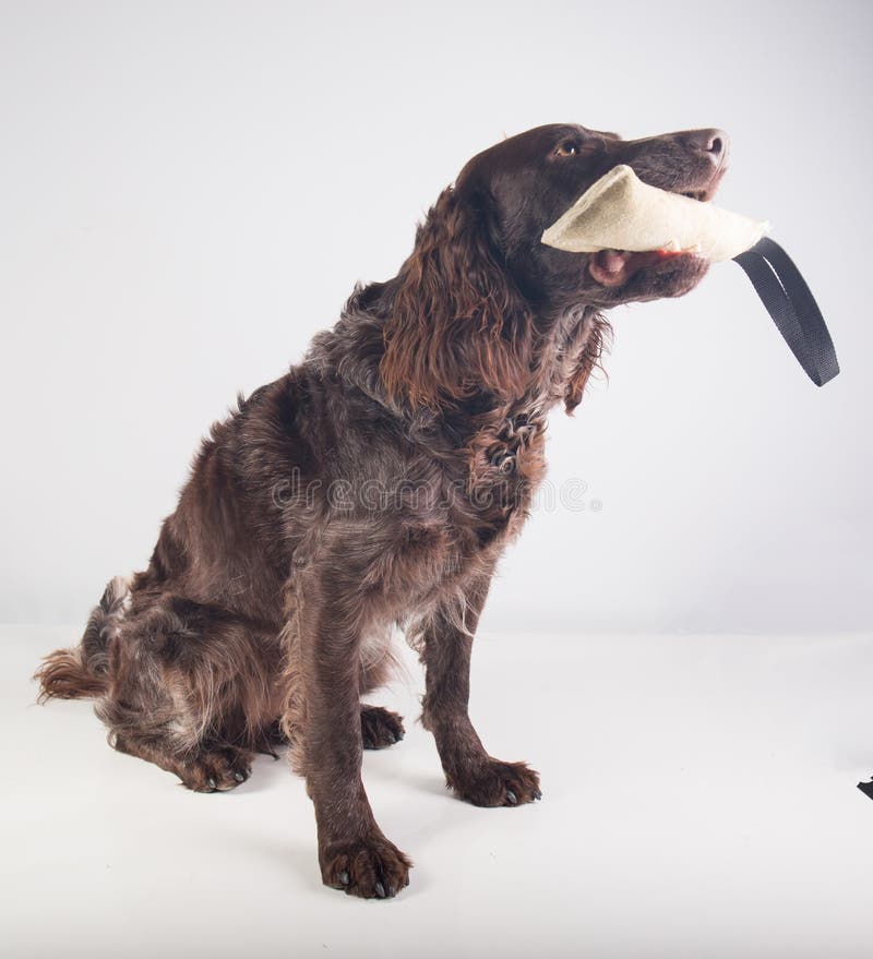 German spaniel dog stock photo. Image of friends, attention - 72290626