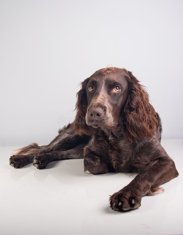 German spaniel dog stock photo. Image of cheerful, domestic - 72290774