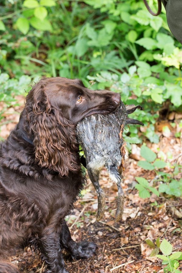 German spaniel dog wachtel stock photo. Image of bright - 73281404