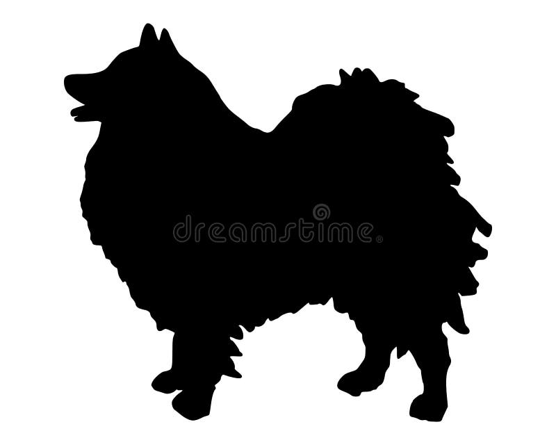 Wolf Spitz . a Portrait of a Purebred Male Keeshond German Wolfspitz ...