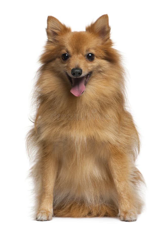 German Spitz dog stock image. Image of whelp, german - 13877823