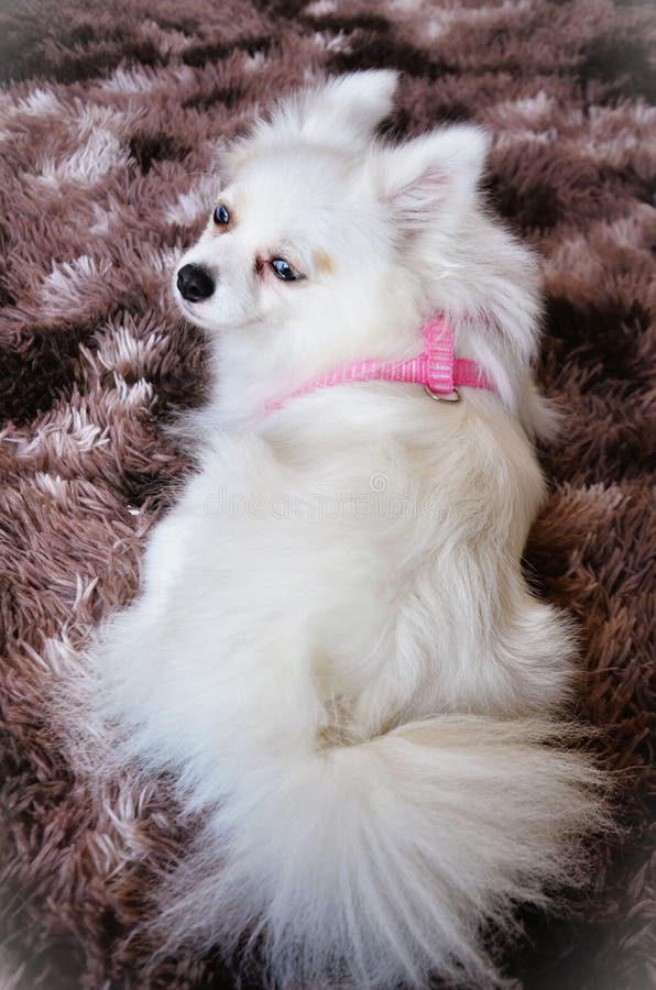 German Spitz with Blue Eyes and White Fur on Brown Carpet Stock Image ...