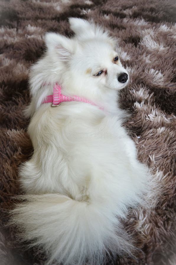 German Spitz with Blue Eyes and White Fur Lying on the Brown Rug Stock ...