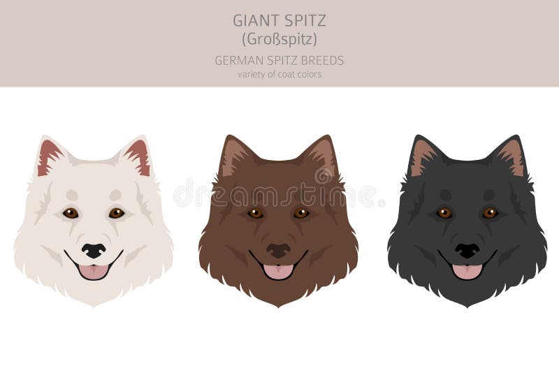 German Spitz, Wolfspitz Clipart. Different Poses, Coat Colors Set Stock ...