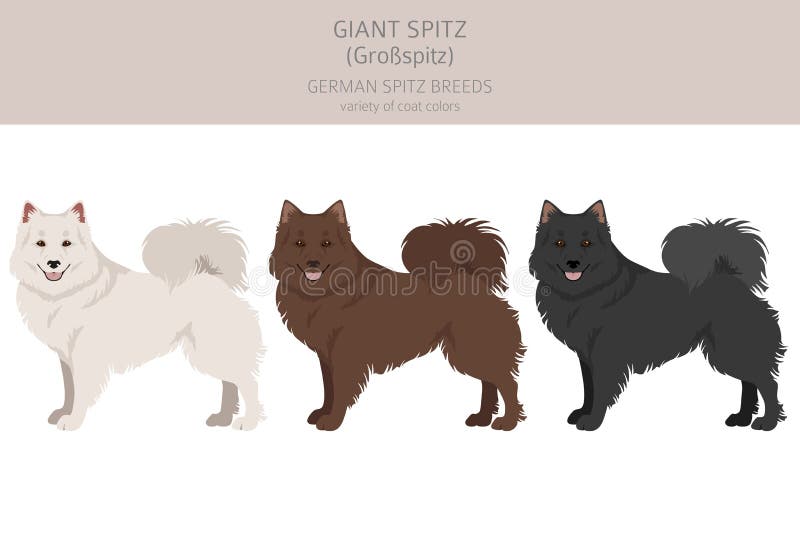 German Spitz, Giant Spitz Clipart. Different Poses, Coat Colors Set ...