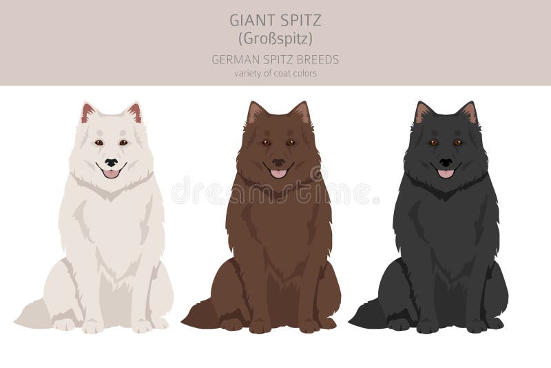 German Spitz, Wolfspitz Clipart. Different Poses, Coat Colors Set Stock ...