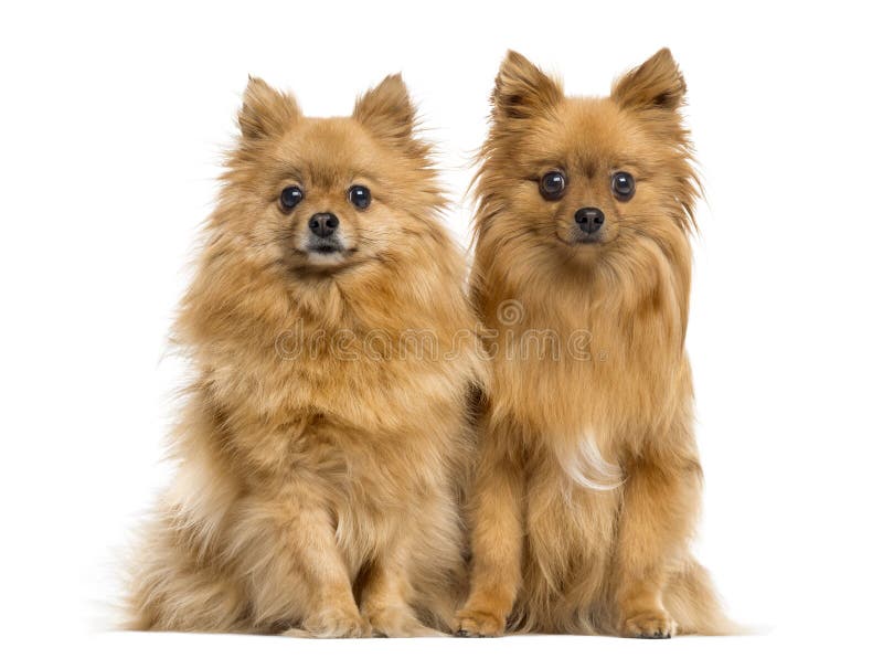 German Spitz Isolated on White Stock Image - Image of mammal, dogs ...