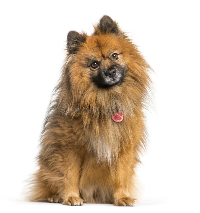 Spitz Klein Isolated Stock Photos - Free & Royalty-Free Stock Photos ...
