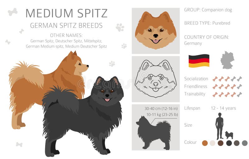 German Spitz, Medium Spitz Clipart. Different Poses, Coat Colors Set ...