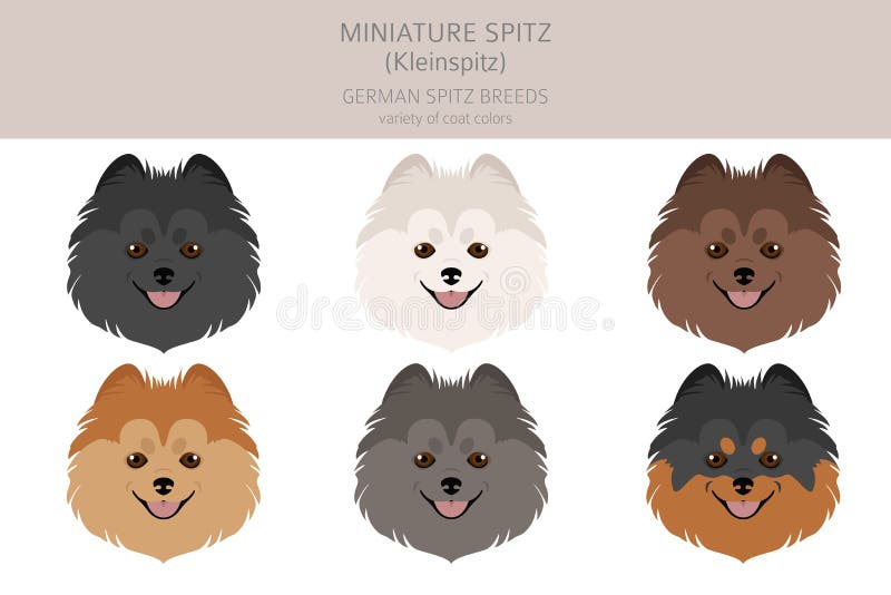 German Spitz, Wolfspitz Clipart. Different Poses, Coat Colors Set Stock ...
